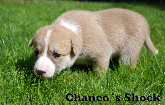 kennel Chanco - urhundskenneln Canaan Dog(Kanaan hund)